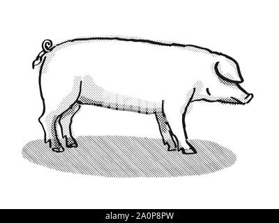 Britisches Landrace-Schwein Züchtet Cartoon Retro Zeichnung ...