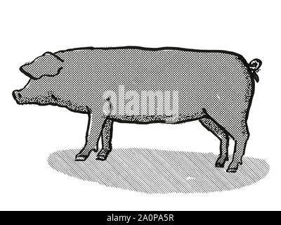 Großes Weißes Schwein Züchtet Cartoon Retro Zeichnung Stockfotografie ...