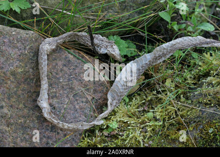 Ringelnatter, Ringel-Natter, Natter, abgestreifte Haut, Häutung ...