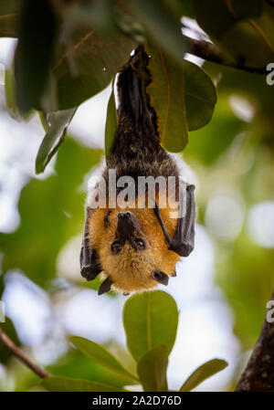 Seychellen-Flughund, Seychellen-Flughund (Pteropus Seychellensis) hängt ...