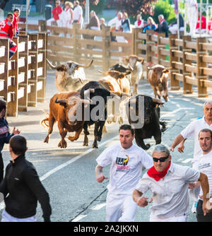 Lauf der Bullen. Bullen. Bull rennt. Encierro, das in der Stadt San ...