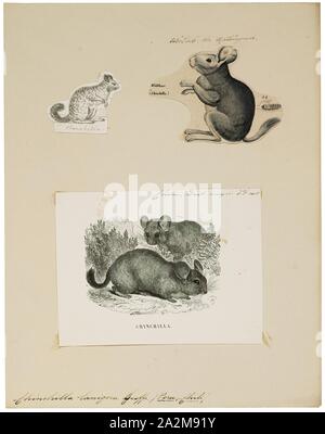 Langschwein-Chinchilla (Chinchilla lanigera), heimische Rasse ...