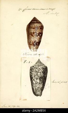 Conus canonicus, Drucken, Conus canonicus, Common Name der Tiger Kegel ...