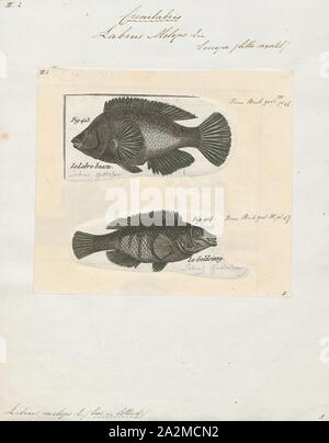 Corkwing Wrasse Symphodus (Crenilabrus) Melops Peering aus der ...