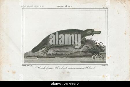 Das Schnabeltier (Ornithorhynchus anatinus), manchmal auch ...