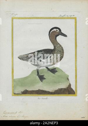 Querquedula circa, Print, 1700-1880, von Gibon neu vorgestellt, Design ...
