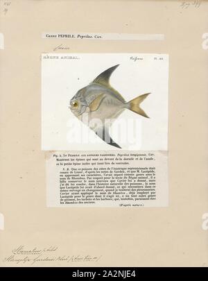 Stromateus gardenii, Print, 1700-1880, von Gibon neu vorgestellt ...