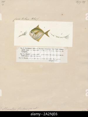 Stromateus gardenii, Print, 1700-1880, von Gibon neu vorgestellt ...