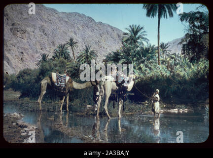Sinai. Oase der Wady Feiran, Elim. Exodus 161. 1950, Ägypten, Sinai ...