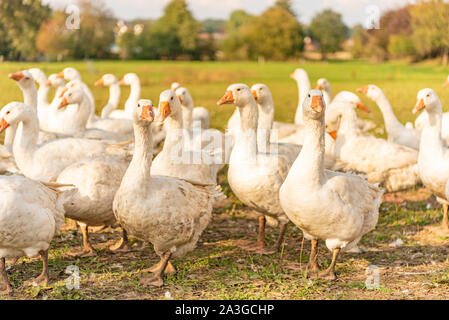 Eine Menge weißer Mast Gänse auf der Wiese Stockfotografie - Alamy