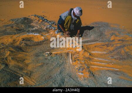 Niger, Ténéré, Dinosaurier Fossilien bei Gobero in der Wüste Ténéré ...