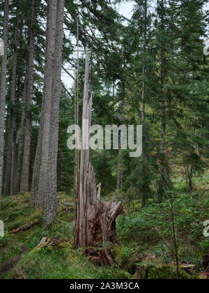 Eine zerbrochene tanne stamm in der Spaziergang im Wald bei Plodda ...