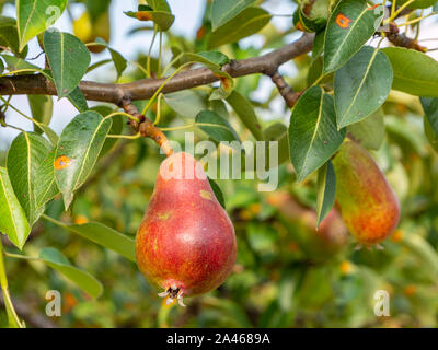 Williams Christ Birne in der Flasche, auf ein Gitter-Birnbaum, Leeds ...