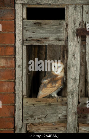 Baby Schleiereulen (Tyto Alba Stockfotografie - Alamy