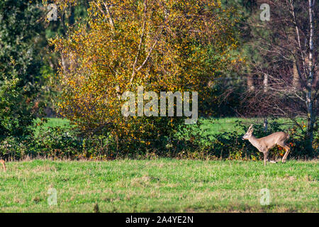 Rehe Herde in einem Feld bei Schneefall Stockfoto, Bild: 173748477 - Alamy