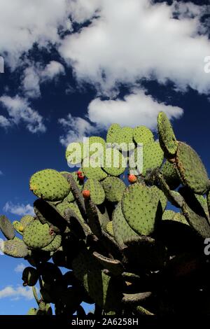 Nopal Kaktus wächst in einem Feld im Norden von Baja California, Mexiko ...