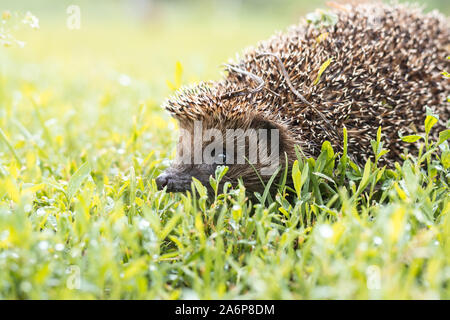Igel (wissenschaftlicher Name: Erinaceus Europaeus). Nahaufnahme eines ...