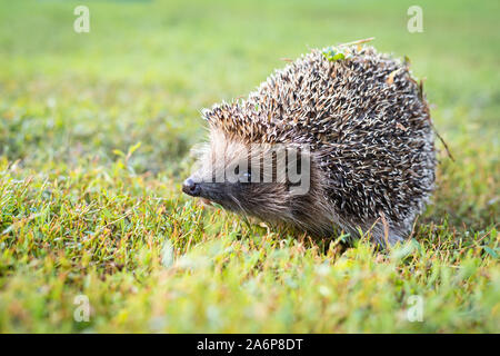 Igel (wissenschaftlicher Name: Erinaceus Europaeus). Nahaufnahme eines ...