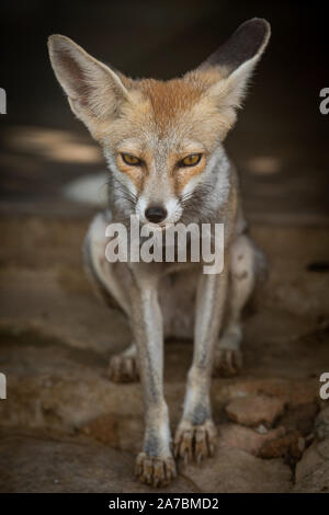 Weißfüchse oder Wüstenfuchs oder Vulpes vulpes Pusilla Hinterprofil ...