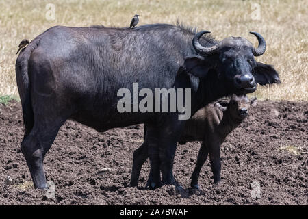 Büffel, der Mutter und ihrem Baby in Tansania, mit Vögeln, Parasiten ...