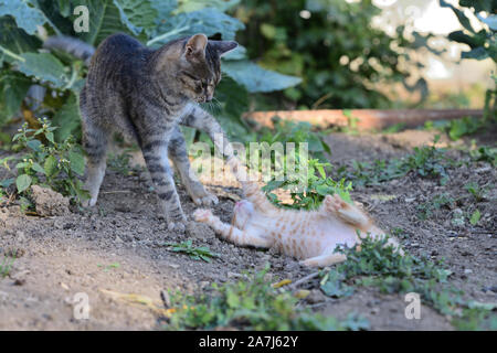 Kleine Katzen springen und zusammen kleine Skikönige auf dem Gras ...