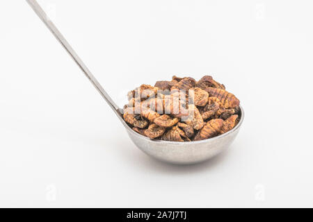 Getrocknete Puppen von Silkworm/Bombyx mori, die gegessen werden kann ...