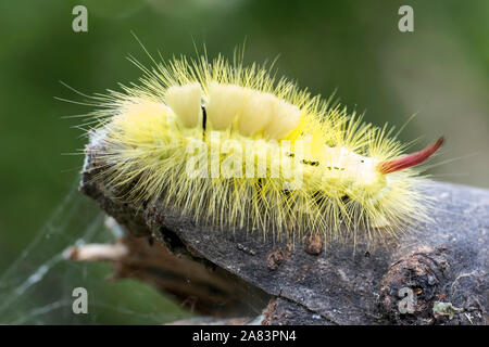 Große gelb behaarte Raupe mit buschig rotem Schwanz (Calliteara ...