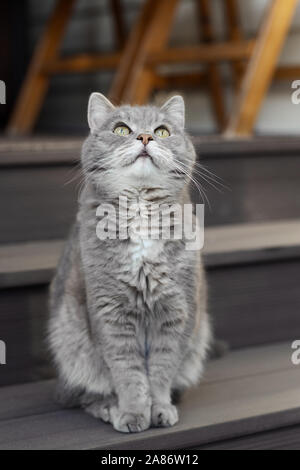 Eine graue Katze sitzt auf den Stufen am Eingang des Bauernhauses und ...