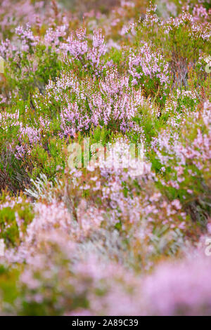 Blühende Heide, Erika Stockfotografie - Alamy