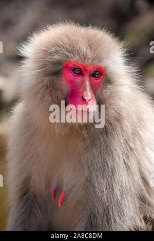 Ein japanischer Makak Macaca Fuscata, der einen anderen pflegt ...
