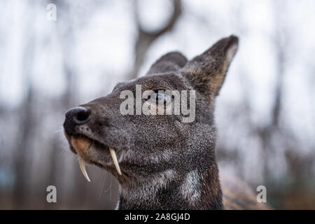 Sibirische Moschustier. Eine seltene Paar ausfuhrbestimmten Tiere mit ...