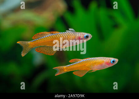Pseudomugil luminatus, Red-Neon - Blauauge, Paskai Blue Eye ...