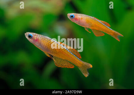 Pseudomugil luminatus, Red-Neon - Blauauge, Paskai Blue Eye ...