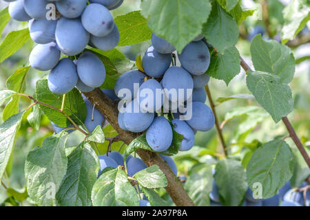 Elena Pflaume (Prunus domestica), Pflaume (Prunus domestica Elena ...