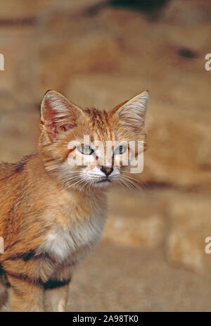 Die Sandkatze (Felis margarita) ist eine kleine Wildkatze, die in ...