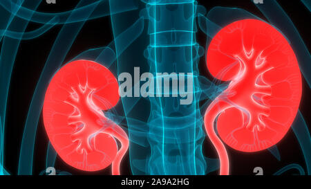 Menschlichen Harnwege Nieren und Harnblase Anatomie Stockfoto, Bild ...