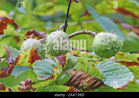 Kastanienblatt; Kastanie; Rosskastanie; Aesculus Hippocastanum ...