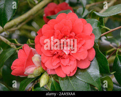 Blüte, Kamelie, Camellia japonica Althaeiflora Blüte, Kamelie, Camellia ...