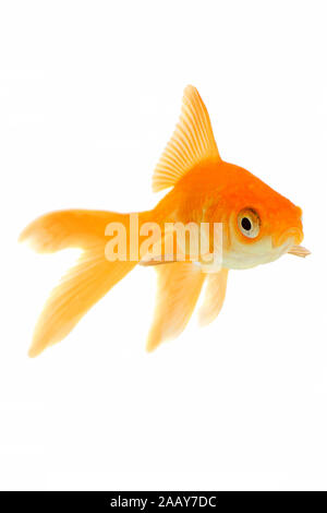 Goldfisch, Goldkarausche, Schleierschwanz, (Carassus auratus auratus ...