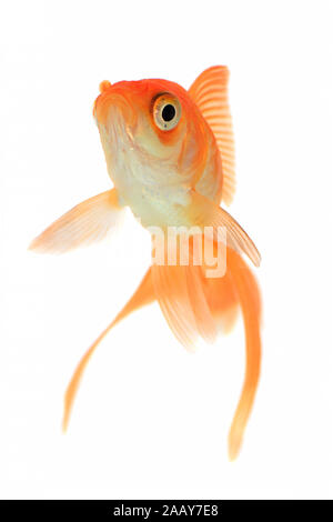 Goldfisch, Goldkarausche, Schleierschwanz, (Carassus auratus auratus ...