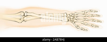 Knochen aus dem Unterarm, dem Radius und ULNA Stockfotografie - Alamy