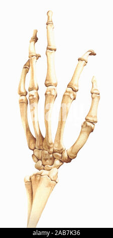 Menschliche Hand Anatomie Illustration Stockfotografie - Alamy