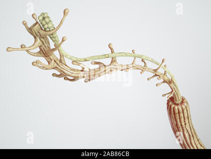 Querschnitt durch einen Muskel mit sichtbaren Muskelfasern - anatomisch ...