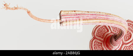 Querschnitt durch einen Muskel mit sichtbaren Muskelfasern - anatomisch ...