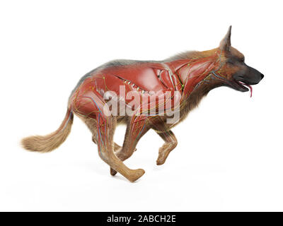 Hund Muskeln Anatomie - Muskulatur des Hundes Stockfoto, Bild: 80197025 ...