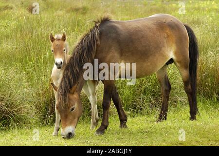bretonische Pferd - Stute Mit Fohlen Stockfoto, Bild: 25195027 - Alamy