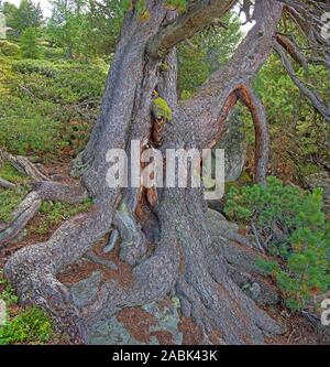 Pinus Cembra, Wurzel, Kiefer, Zirbe, Arolla Kiefer, Zirbe, Baum ...