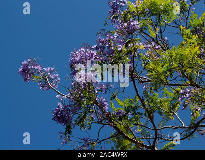 Blühender Baum; Jacaranda; mimosifolia Bignoniaceae; Jacaranda ...