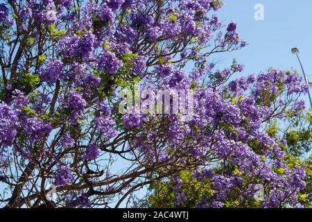 Blühender Baum; Jacaranda; mimosifolia Bignoniaceae; Jacaranda ...