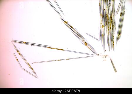 Mikro, Mikroskop, Instrument, Mikroskopie, Wissenschaft, Untersuchen ...